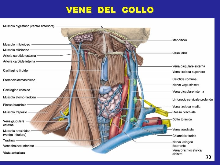 ARTERIE della GRANDE CIRCOLAZIONE 1 SISTEMA ARTERIOSO DELLA