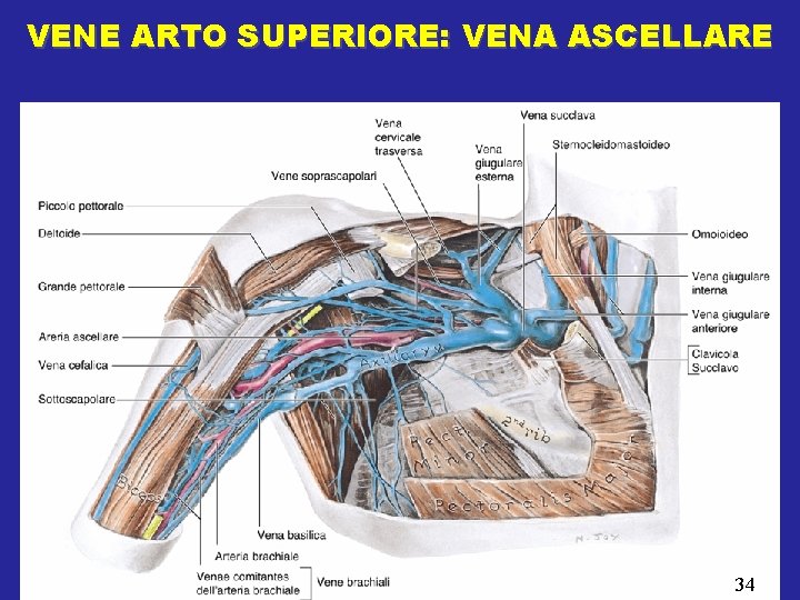 ARTERIE della GRANDE CIRCOLAZIONE 1 SISTEMA ARTERIOSO DELLA