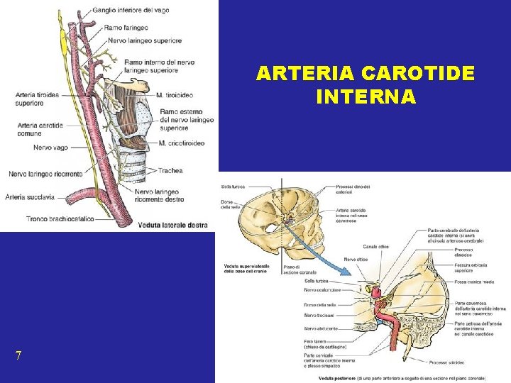 ARTERIE della GRANDE CIRCOLAZIONE 1 SISTEMA ARTERIOSO DELLA