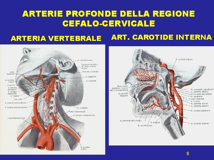 ARTERIE della GRANDE CIRCOLAZIONE 1 SISTEMA ARTERIOSO DELLA