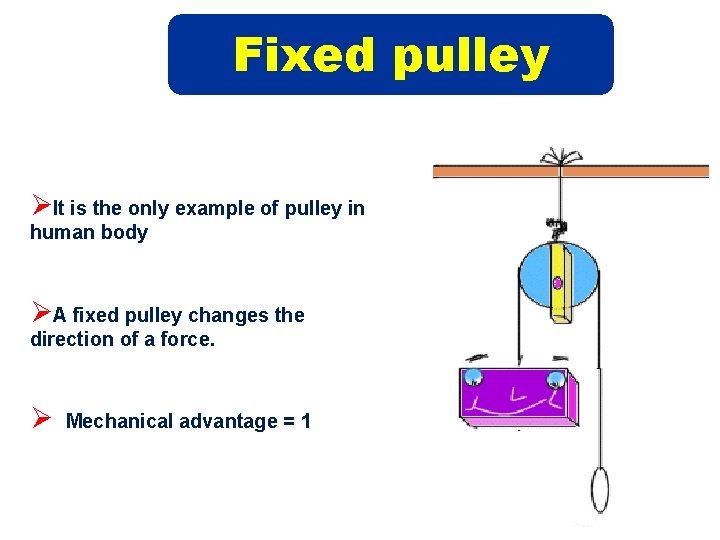 Simple body machines Musculoskeletel system arrangement provides for