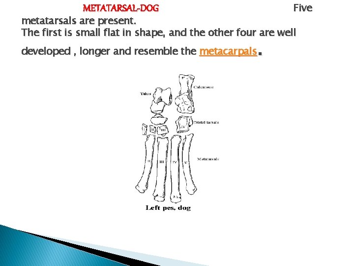 VETERINAY ANATOMY UNIT 6 TOPICDetails Description of Metatarsal