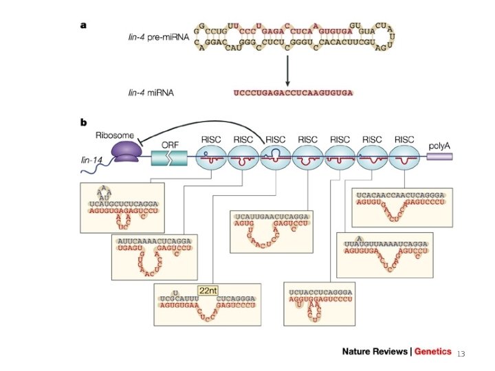 ABPG RNomics lecture 2 micro RNA si RNA