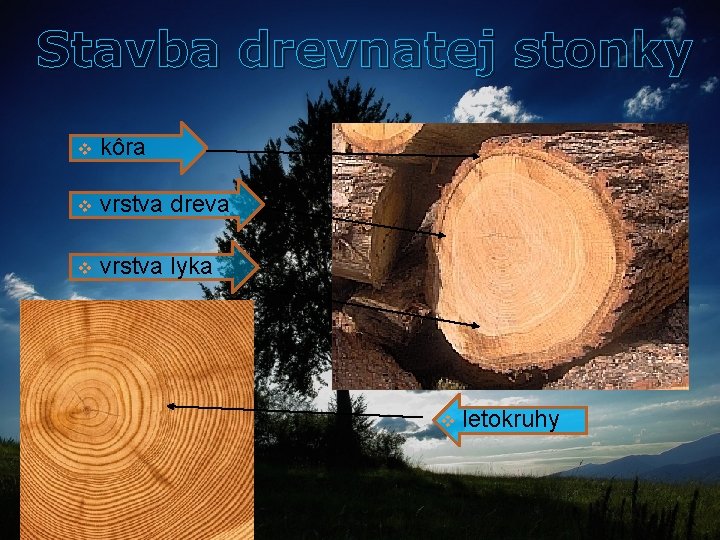Stavba rastlinnho tela STONKA Veronika Jakubekov Z Saurov