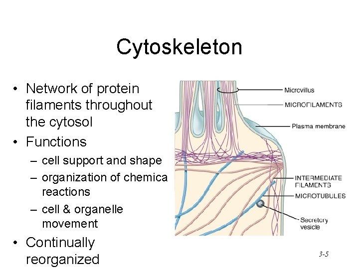 The Cellular Level of Organization Basic living structural