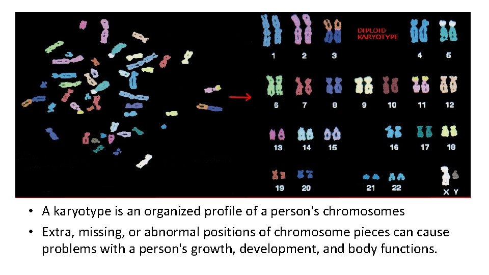Genetic Tools Genetic Tools Pedigree Karyotype DNA Fingerprinting