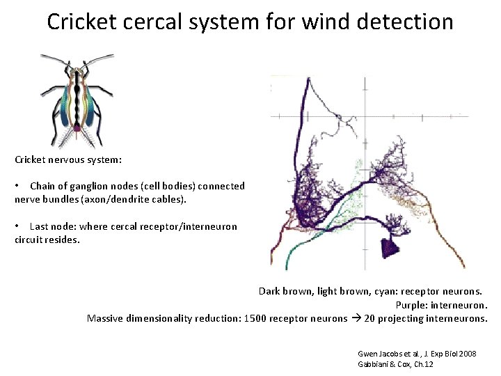 Cricket cercal system population coding and linear algebra