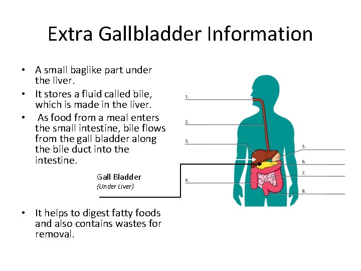 Functions of Liver Pancreas and Gallbladder The Digestive