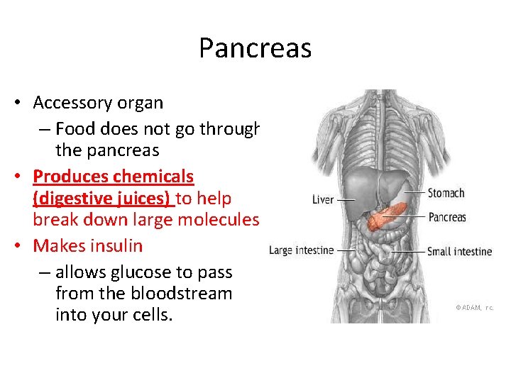 Functions of Liver Pancreas and Gallbladder The Digestive