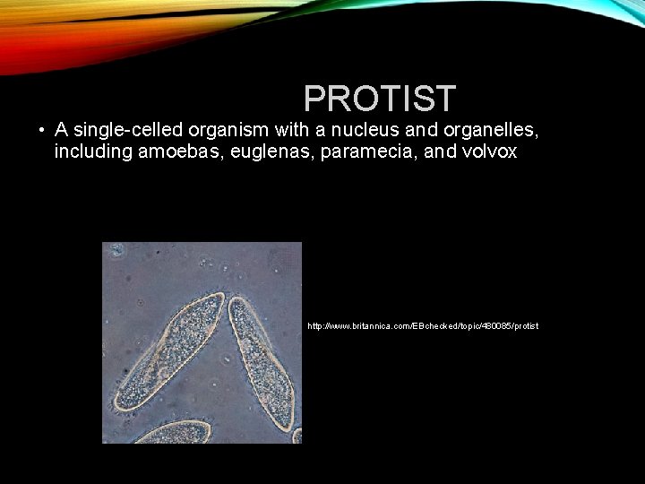STRUCTURES AND FUNCTIONS OF LIVING ORGANISMS VOCAB LIST
