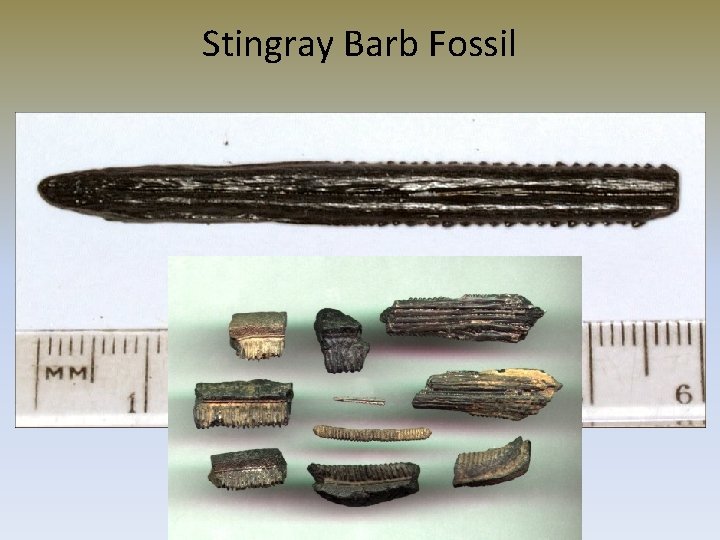 Why are fossils important to learn about Fossils