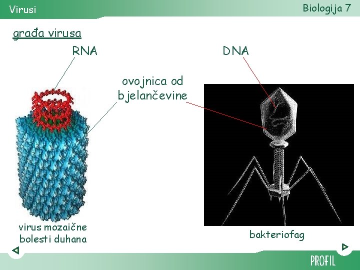 Biologija 7 Virusi VIRUSI Biologija 7 Virusi VIRUSI