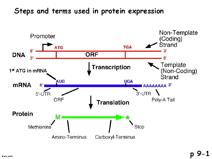 WSSP Chapter 9 Determine ORF and BLASTP atttaccgtg