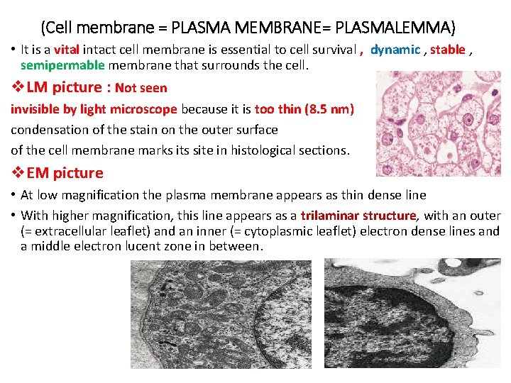 The cell Histology is a medical basic science