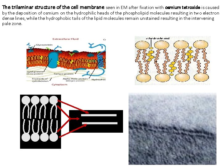 The cell Histology is a medical basic science