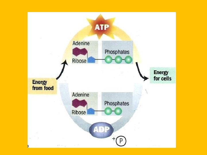 BIOLOGY Photosynthesis A ATP The energy molecule ATP