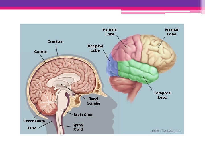 Cerebral Cortex Cerebral hemispheres Gray white matter Gyri