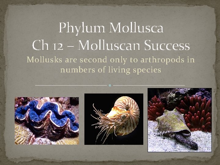 Phylum Mollusca Ch 12 Molluscan Success Mollusks are