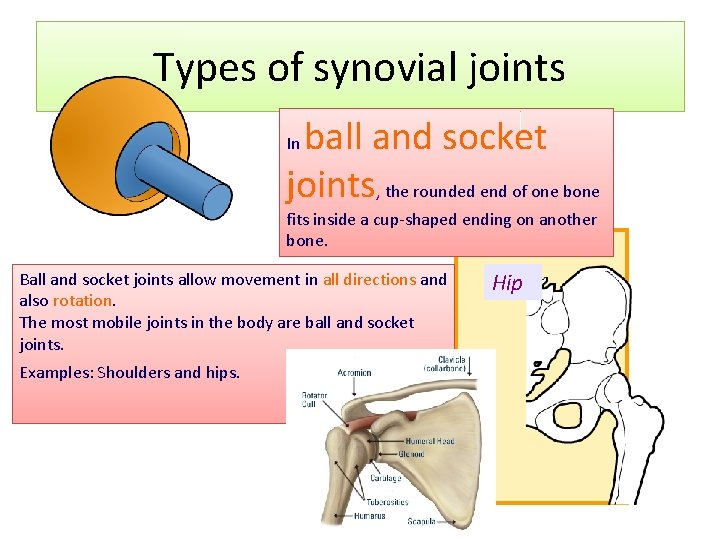 Joints and their classifications what are joints A