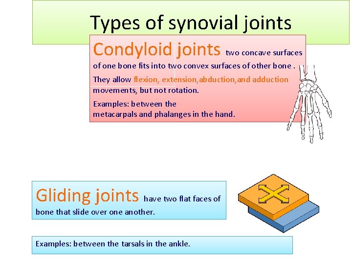 Joints and their classifications what are joints A