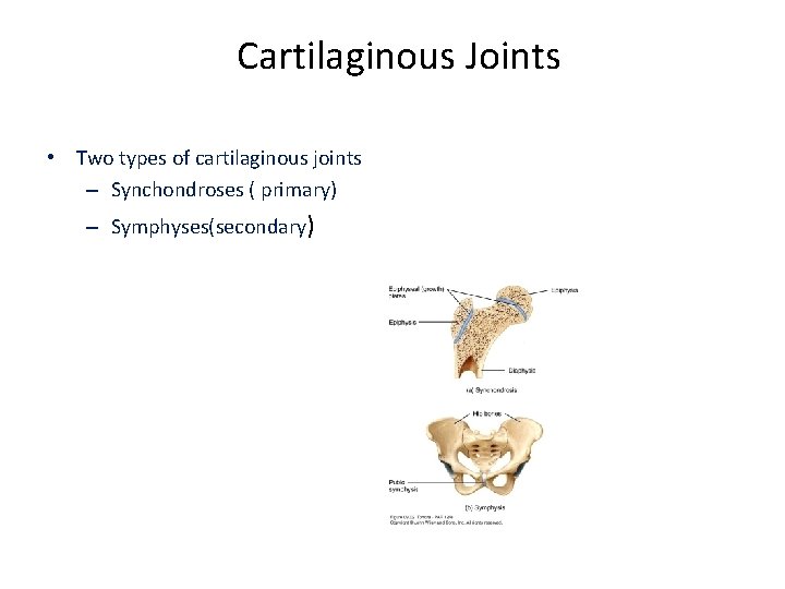 Joints and their classifications what are joints A