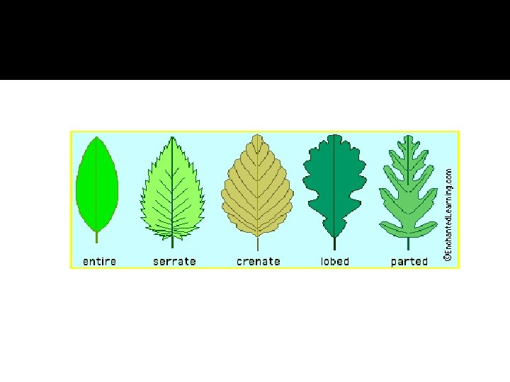 Organs The leaf Organs and systems Cells differentiate