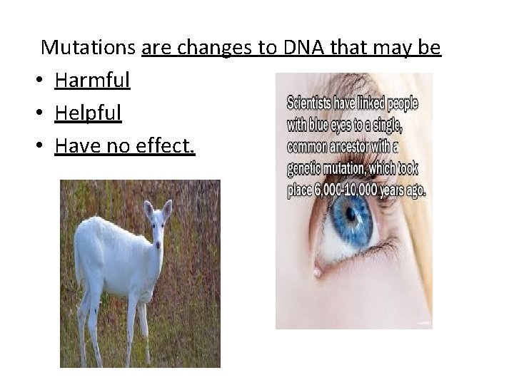 Central Dogma of Molecular Biology Genetic information flows