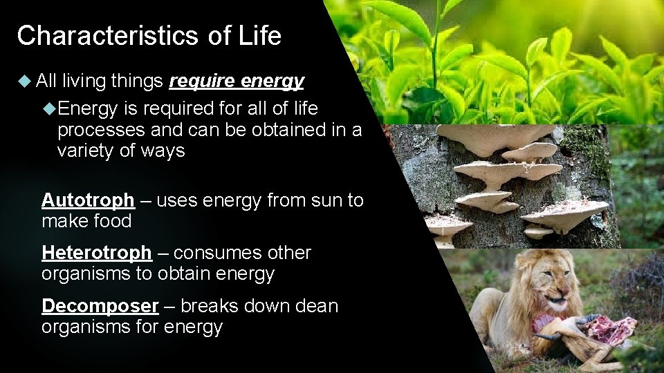 What is Biology THE STUDY OF LIFE AND