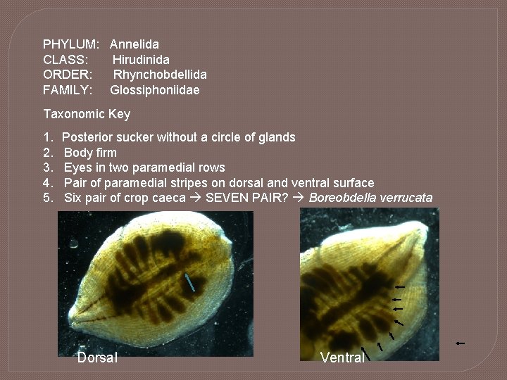 Value of Cyber Infrastructure Access in Leech Identification