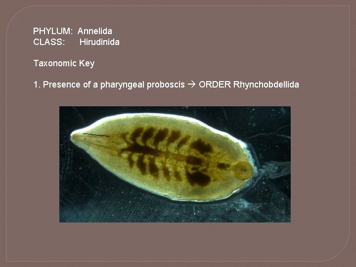 Value of Cyber Infrastructure Access in Leech Identification