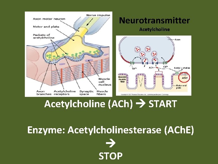 Neuromuscular Function Neuron Motor Unit Neurotransmitters Muscle ...