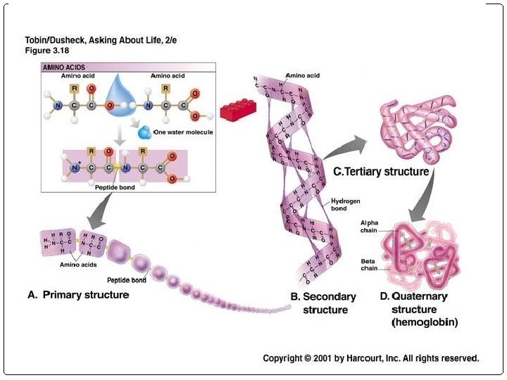 Proteins Proteins Long linear chains of polypeptides Polypeptide