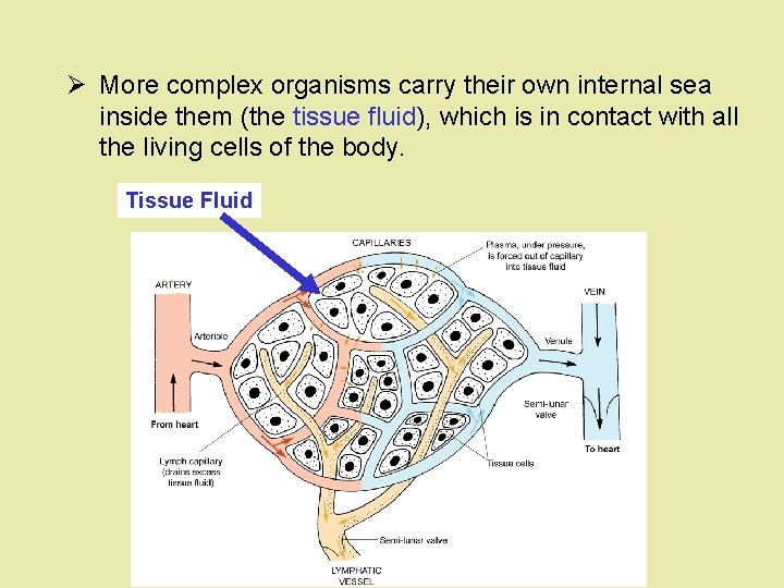 3 4 1 HOMEOSTASIS Objectives What you will