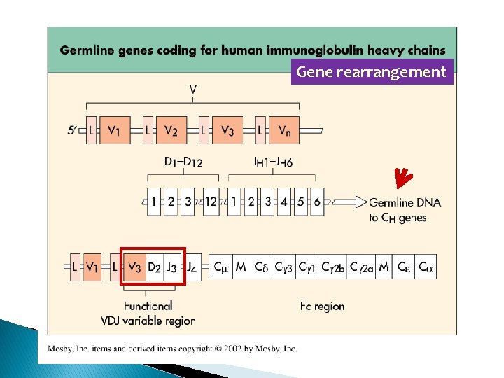 Chapter 8 BT cell development B T Innate