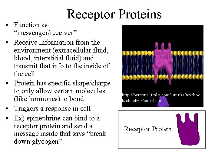 CELL MEMBRANE CELL TRANSPORT Homeostasis Maintaining a Balance