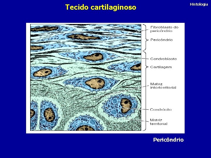 Histologia Tecido cartilaginoso cartilagens Suporte para tecidos moles