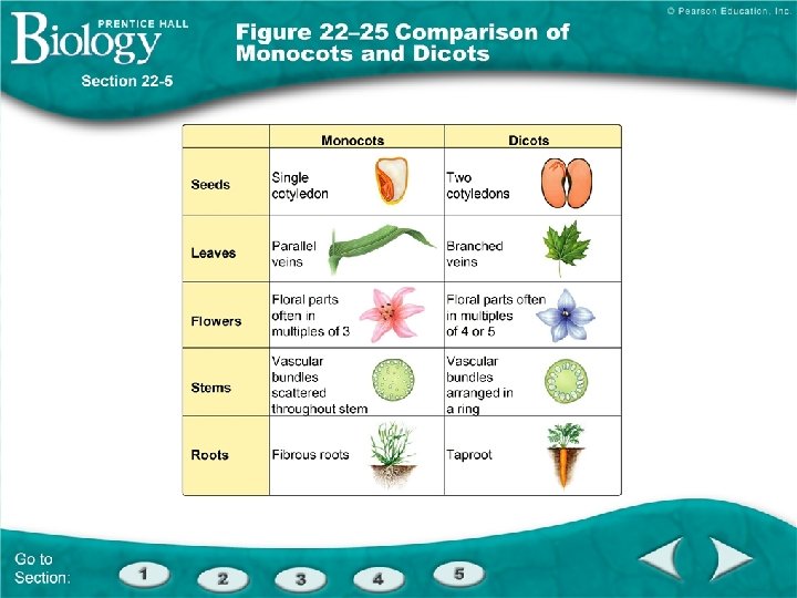 Chapters 22 24 KINGDOM PLANTAE GENERAL CHARACTERISTICS Cell
