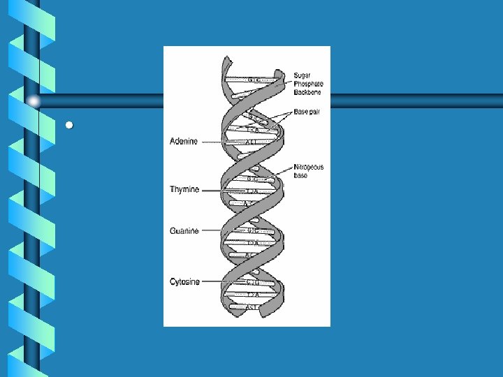 DNA The Secret of Life Basic Bases of