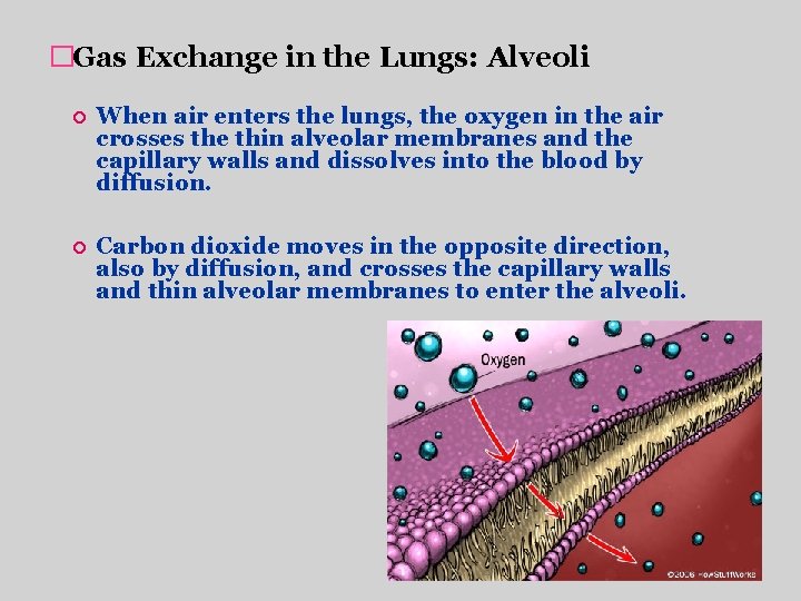 RESPIRATION Respiration The function of the respiratory system