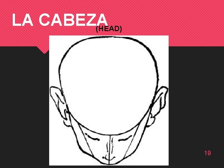 Partes del Cuerpo 1 EL CODOELBOW 2 LOS