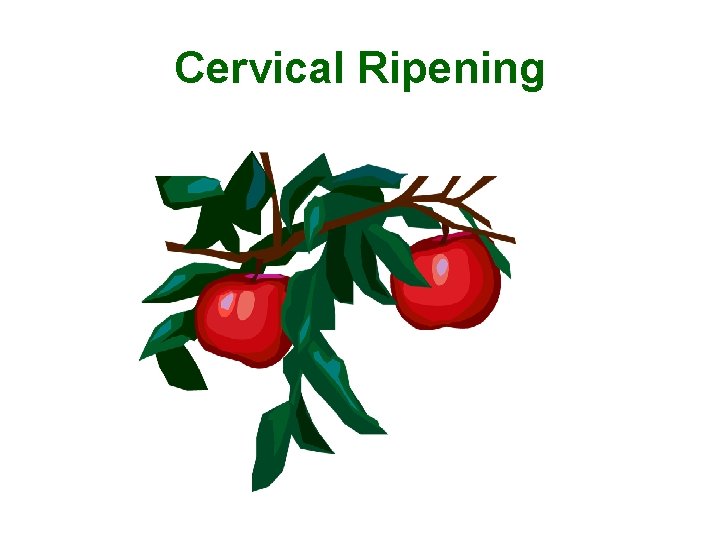 Module C Birth Process Labor What causes It