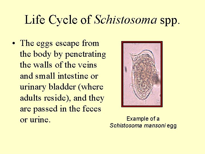 The Blood fluke The Schistosomes Outline General feature
