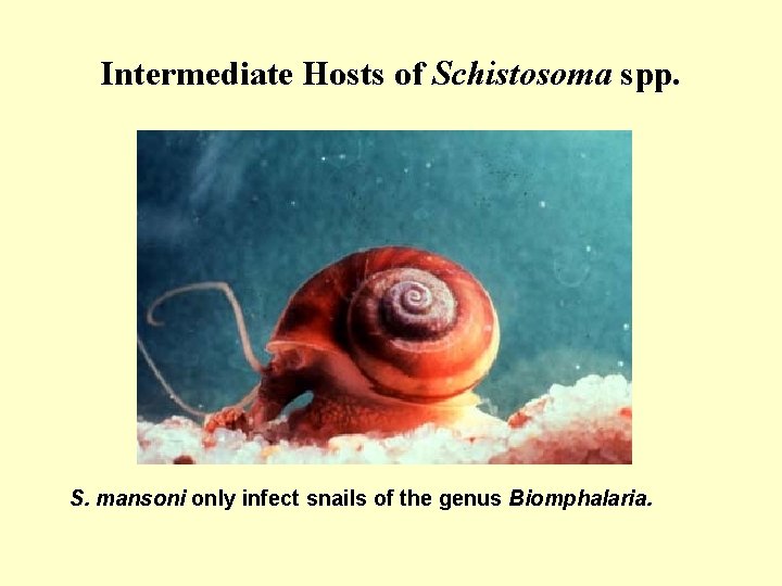 The Blood fluke The Schistosomes Outline General feature