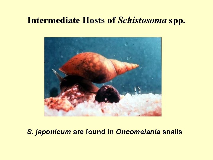 The Blood fluke The Schistosomes Outline General feature