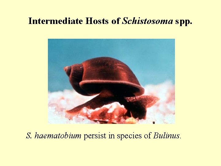 The Blood fluke The Schistosomes Outline General feature
