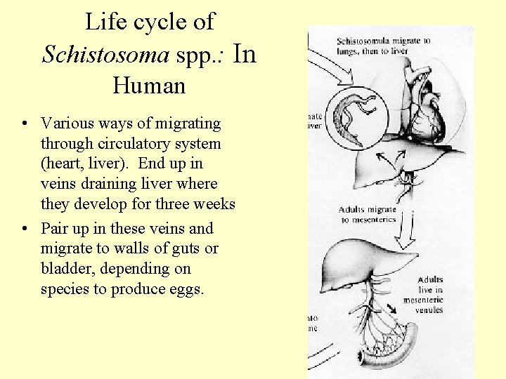 The Blood fluke The Schistosomes Outline General feature