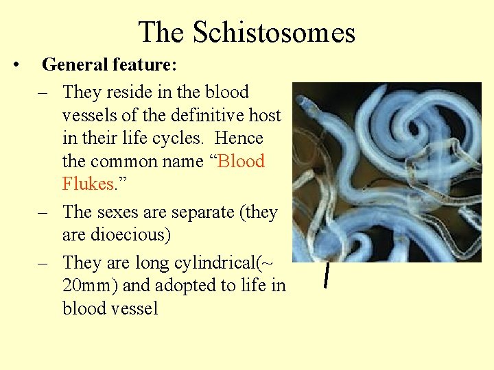The Blood fluke The Schistosomes Outline General feature