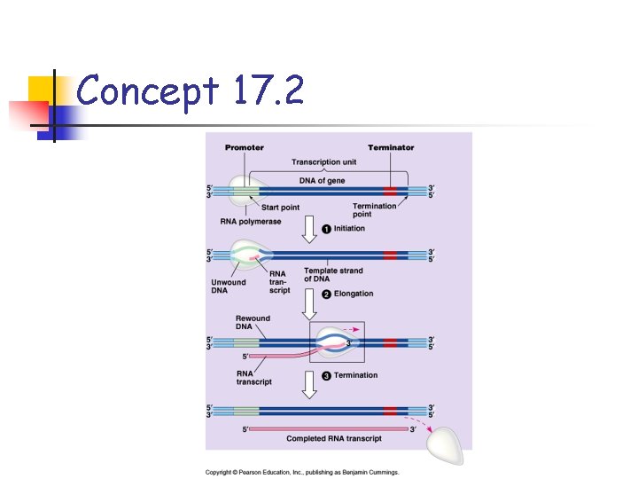 Chapter 17 Notes From Gene to Protein Concept
