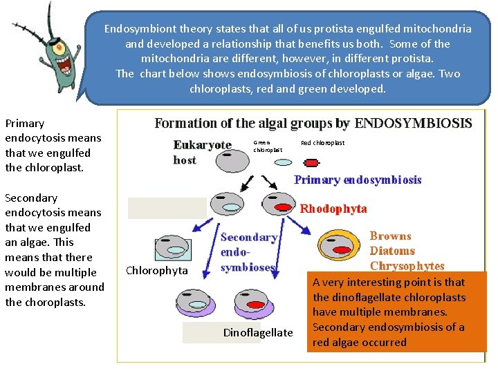 PROTISTA Begins Proto mean first primary and zoa
