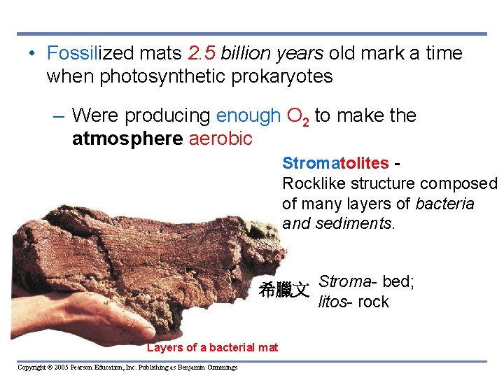 Chapter 16 The Origin and Evolution of Microbial